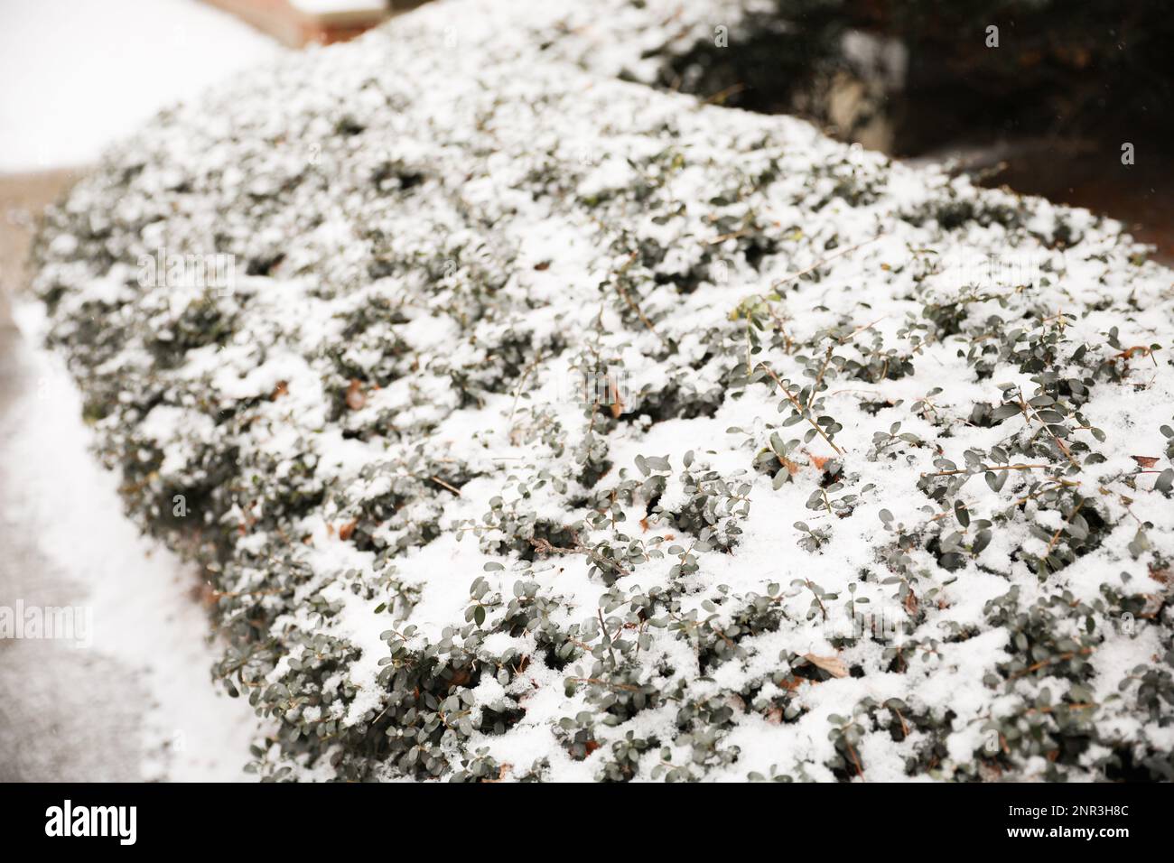 Snow lies on bushes in hi-res stock photography and images - Alamy