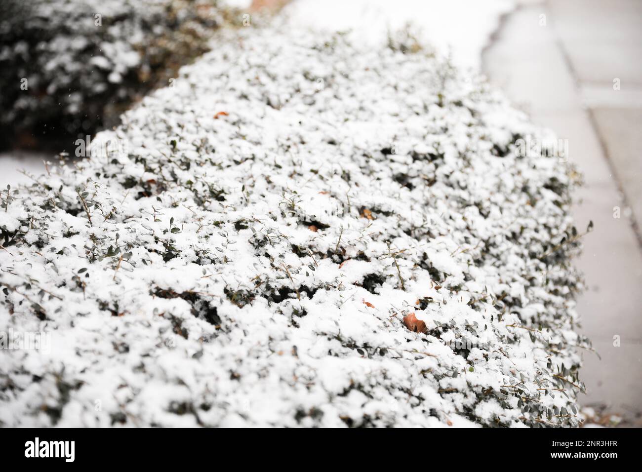 snow on bushes and trees in the city and park during winter holiday ...