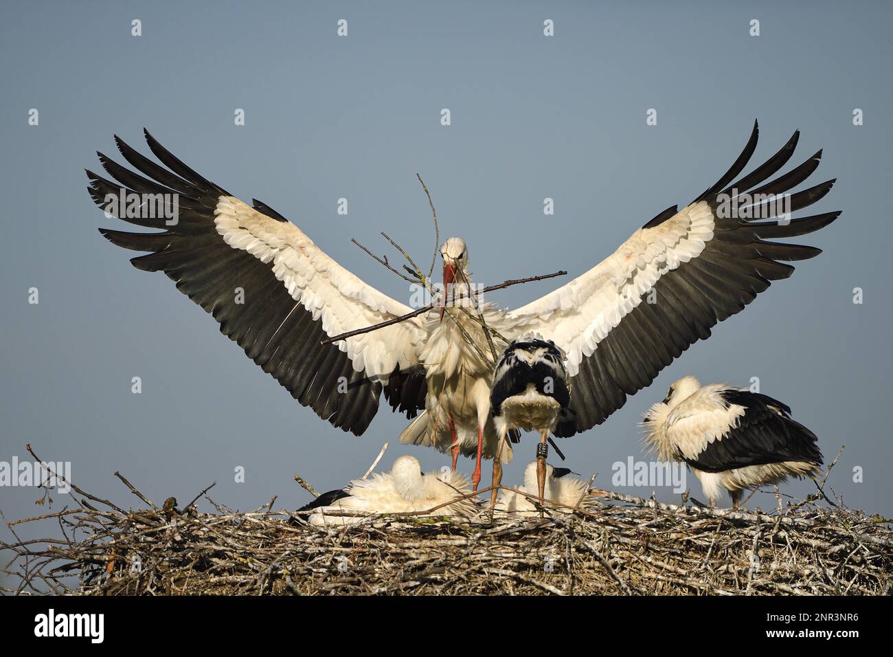 White Stork (Ciconia ciconia), old bird and young birds in nest, old ...