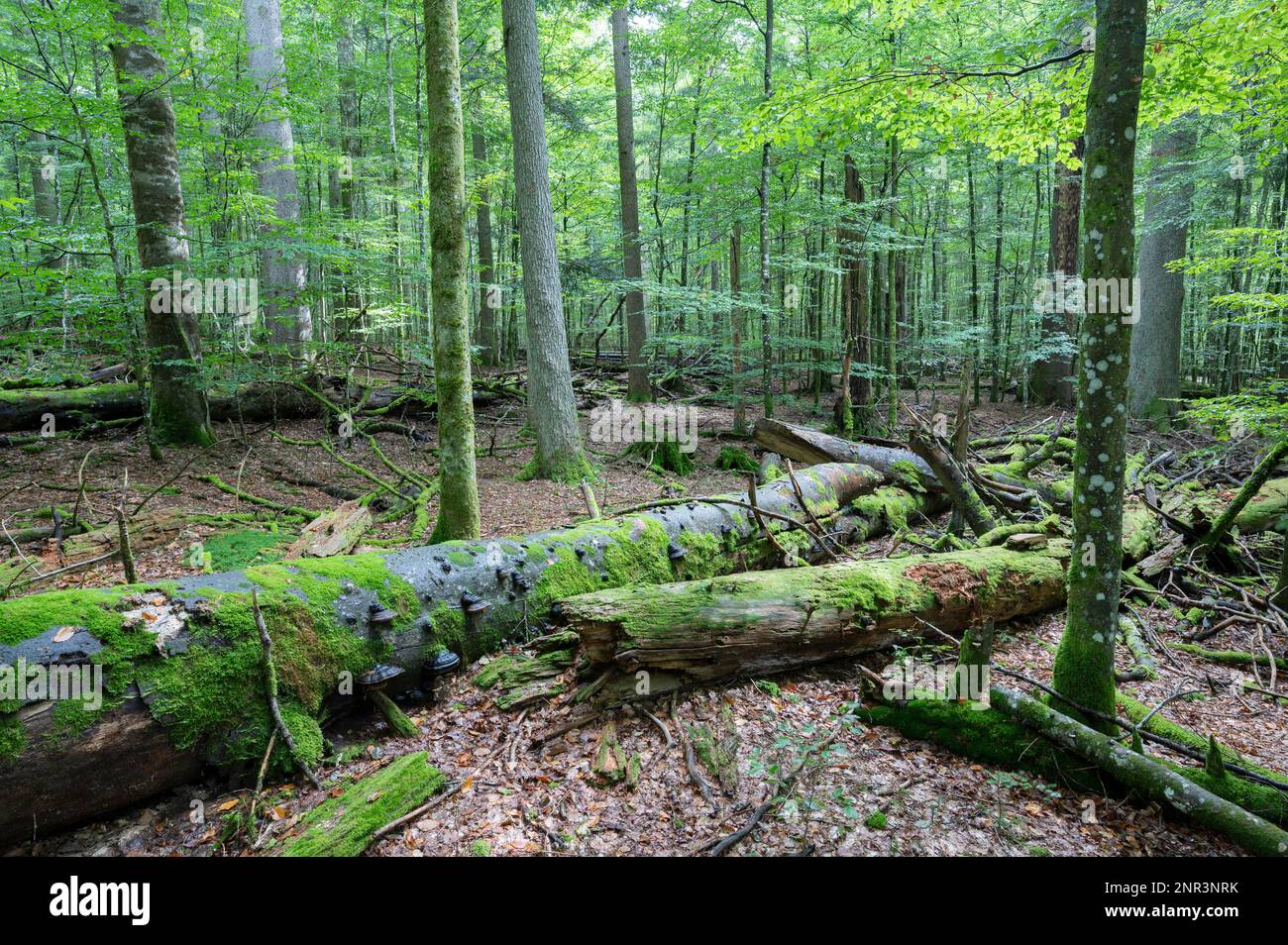 Near-natural mixed forest, dead red beech (Fagus sylvatica) and ...