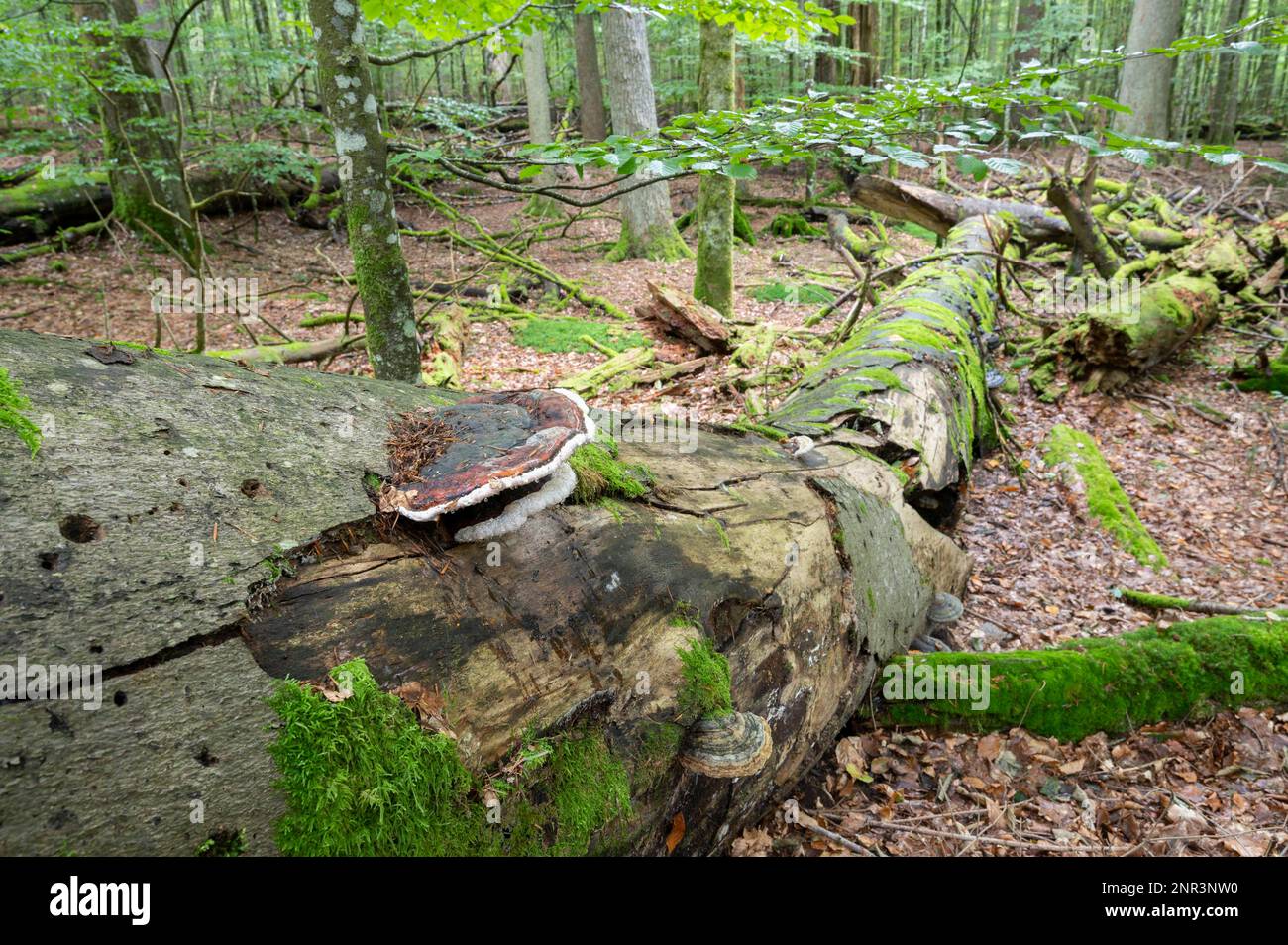 Dead copper beech (Fagus sylvatica) overgrown with moss and fungi ...