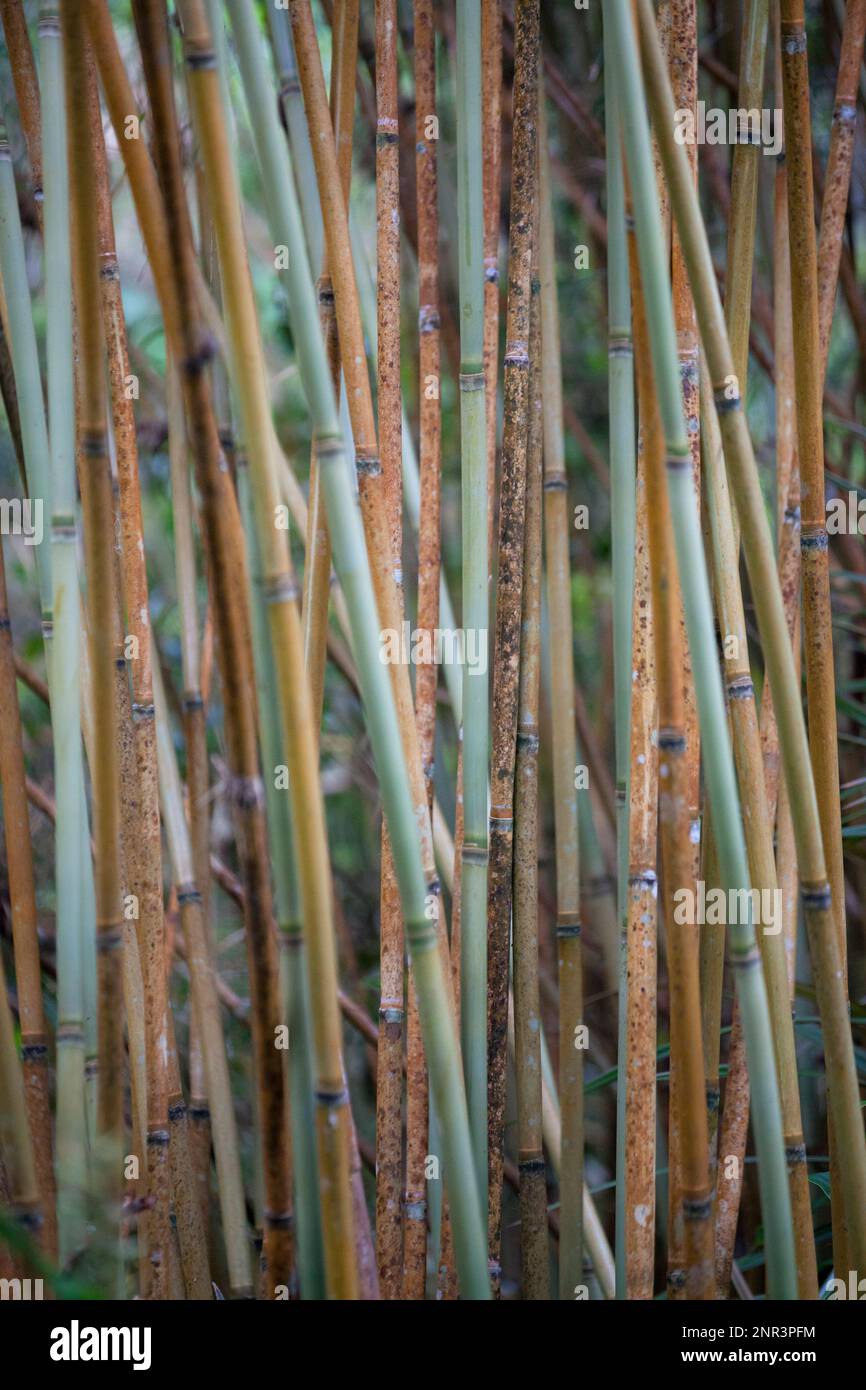 Nastus is a genus of slender, erect, scrambling or climbing bamboos in ...
