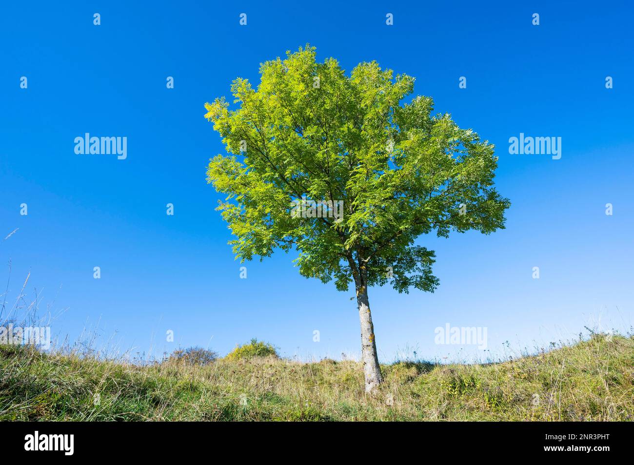European ash (Fraxinus excelsior), young tree, blue sky, Thuringia ...
