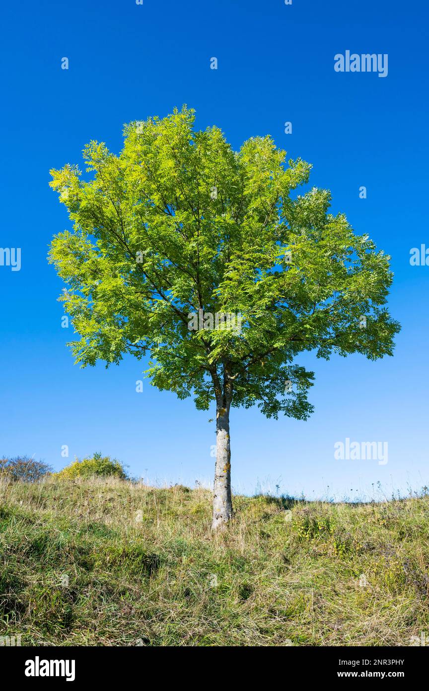 European ash (Fraxinus excelsior), young tree, blue sky, Thuringia ...
