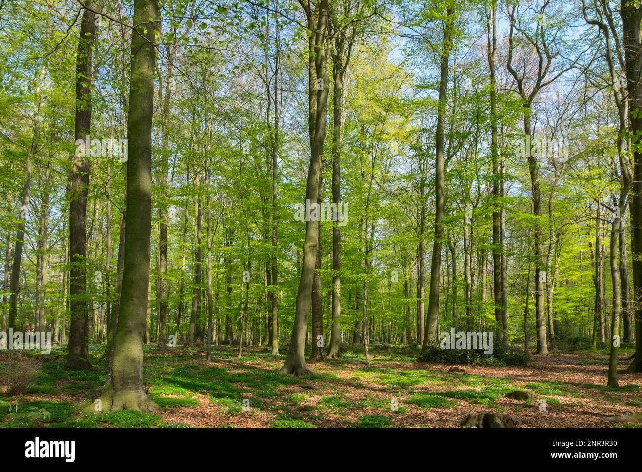 Beech forest in spring Stock Photo - Alamy