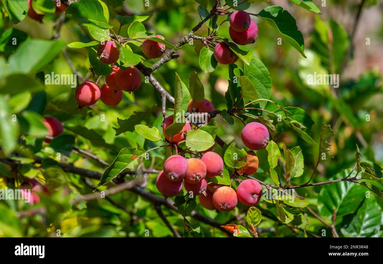 Apple tree (Malus Stock Photo - Alamy