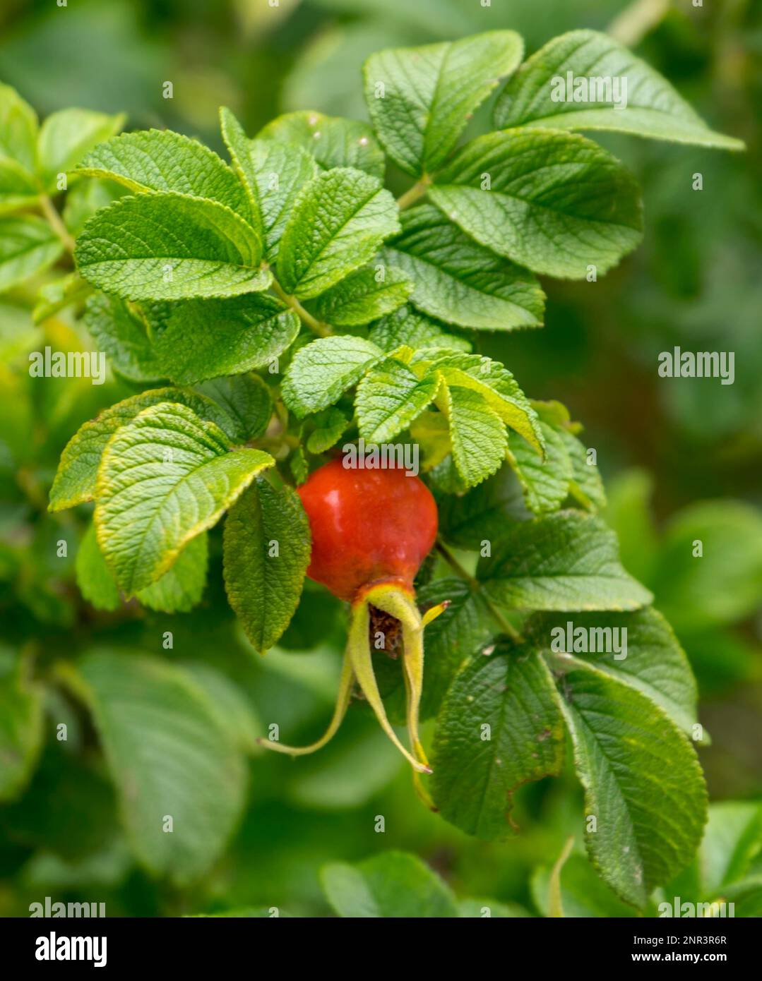 Rosehip of the rugosa rose (Rosa rugosa), wild form Stock Photo - Alamy