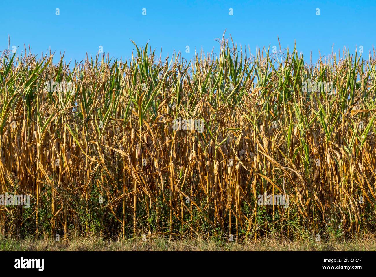 Drought, withered maize plants Stock Photo - Alamy