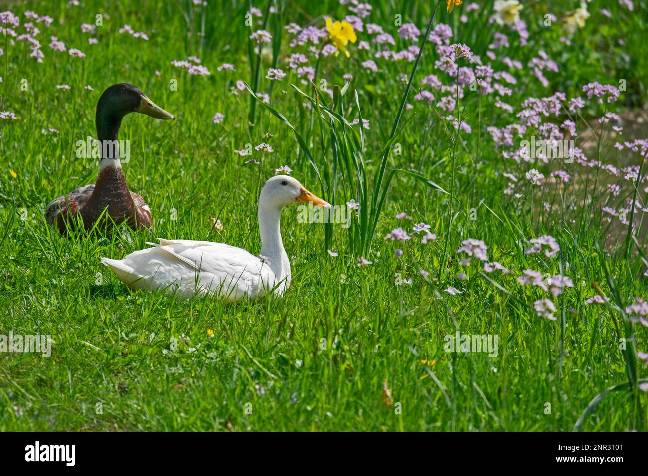 Ducks in a spring meadow Stock Photo - Alamy
