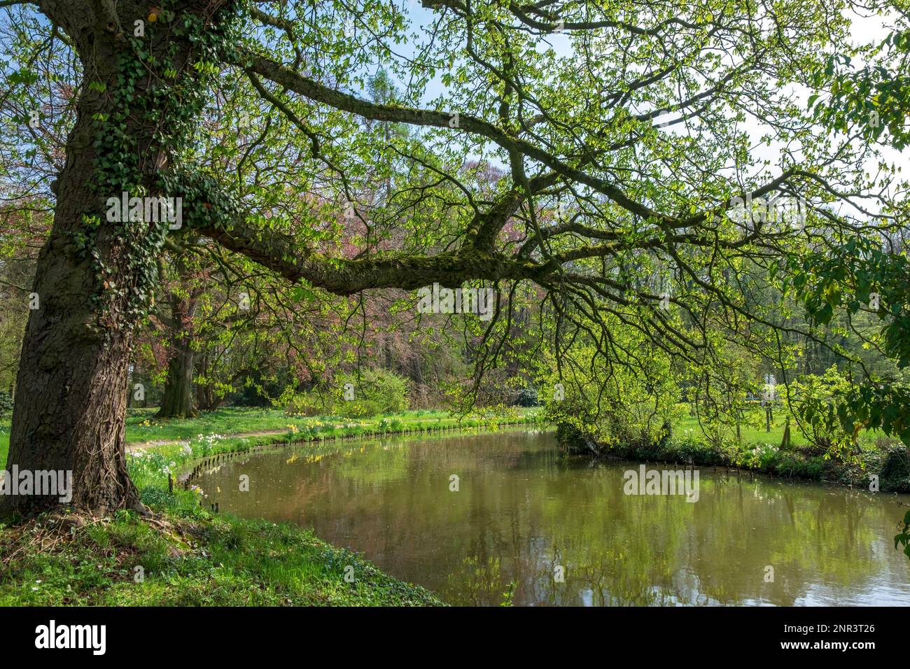 Old chestnut tree hi-res stock photography and images - Alamy
