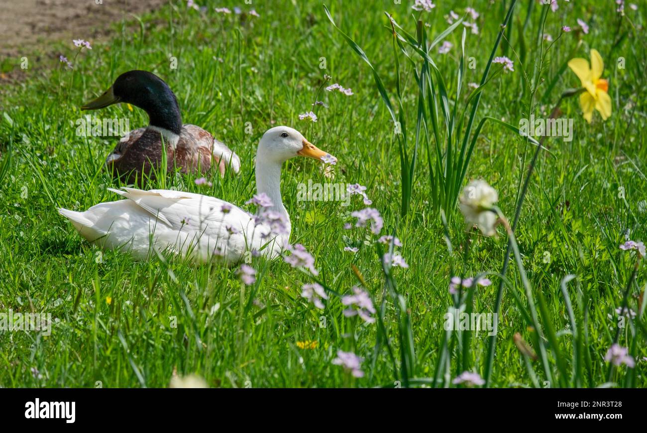 Ducks in a spring meadow Stock Photo - Alamy