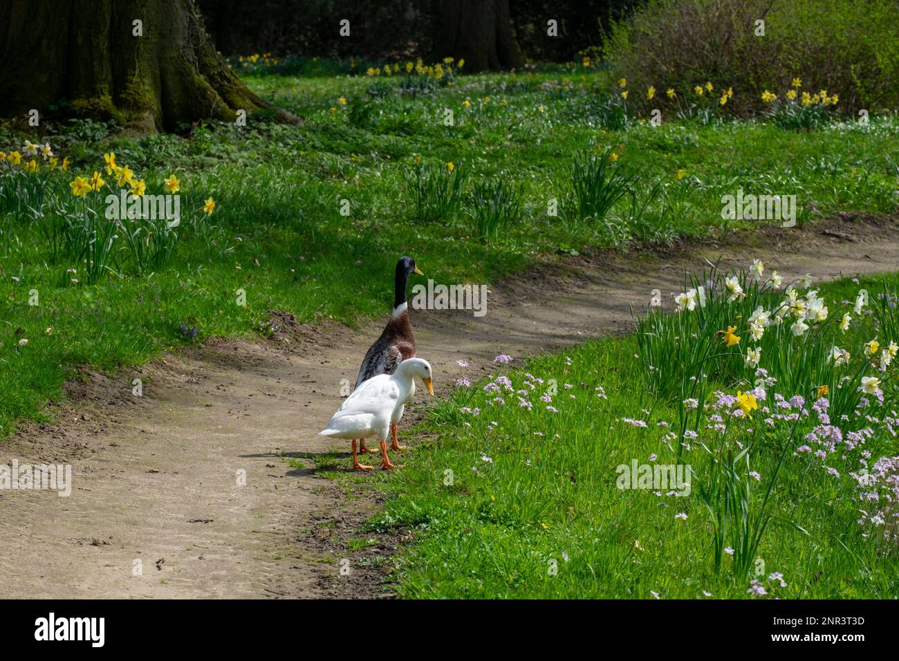 White ducks walk hi-res stock photography and images - Alamy