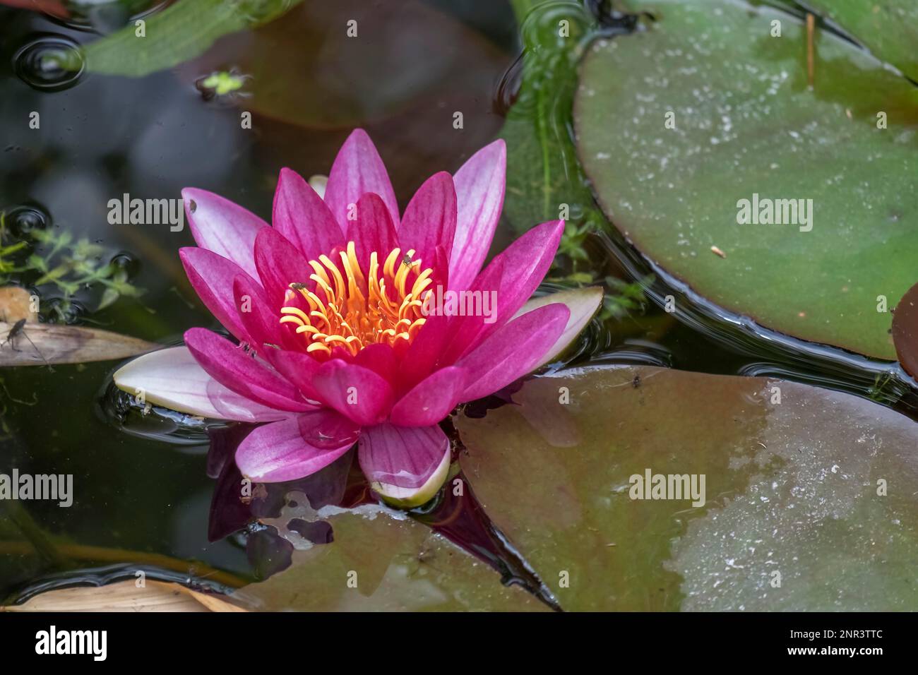 Water lily (Nymphaea Stock Photo - Alamy
