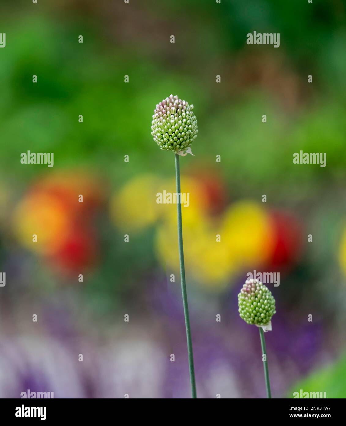 Ornamental leek (Allium), buds, North Rhine-Westphalia Stock Photo - Alamy