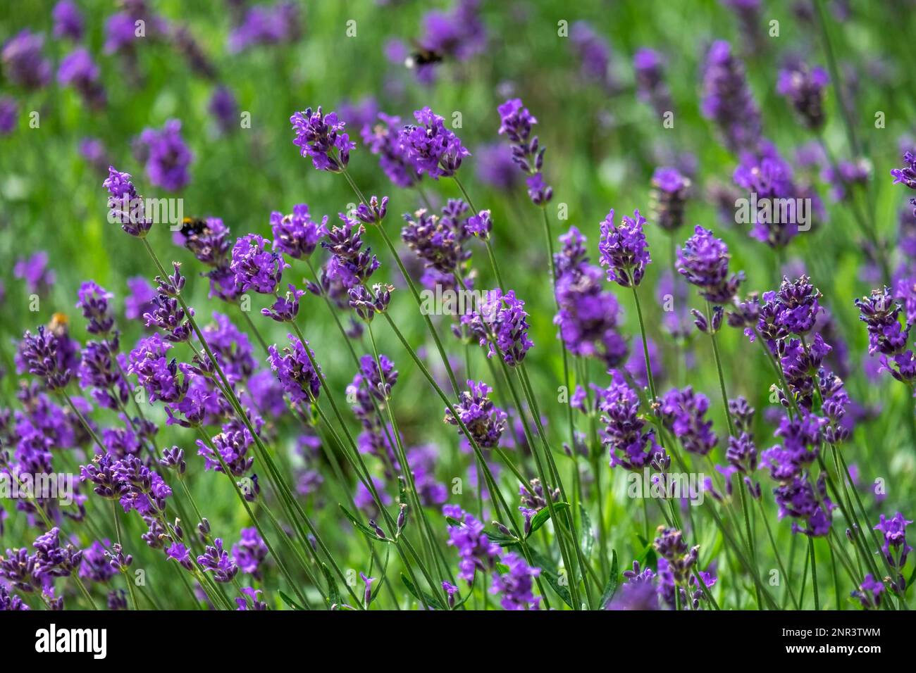 Lavender flowerbed hi-res stock photography and images - Alamy