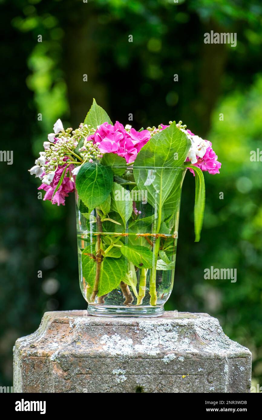 Vase with hydrangeas Stock Photo - Alamy