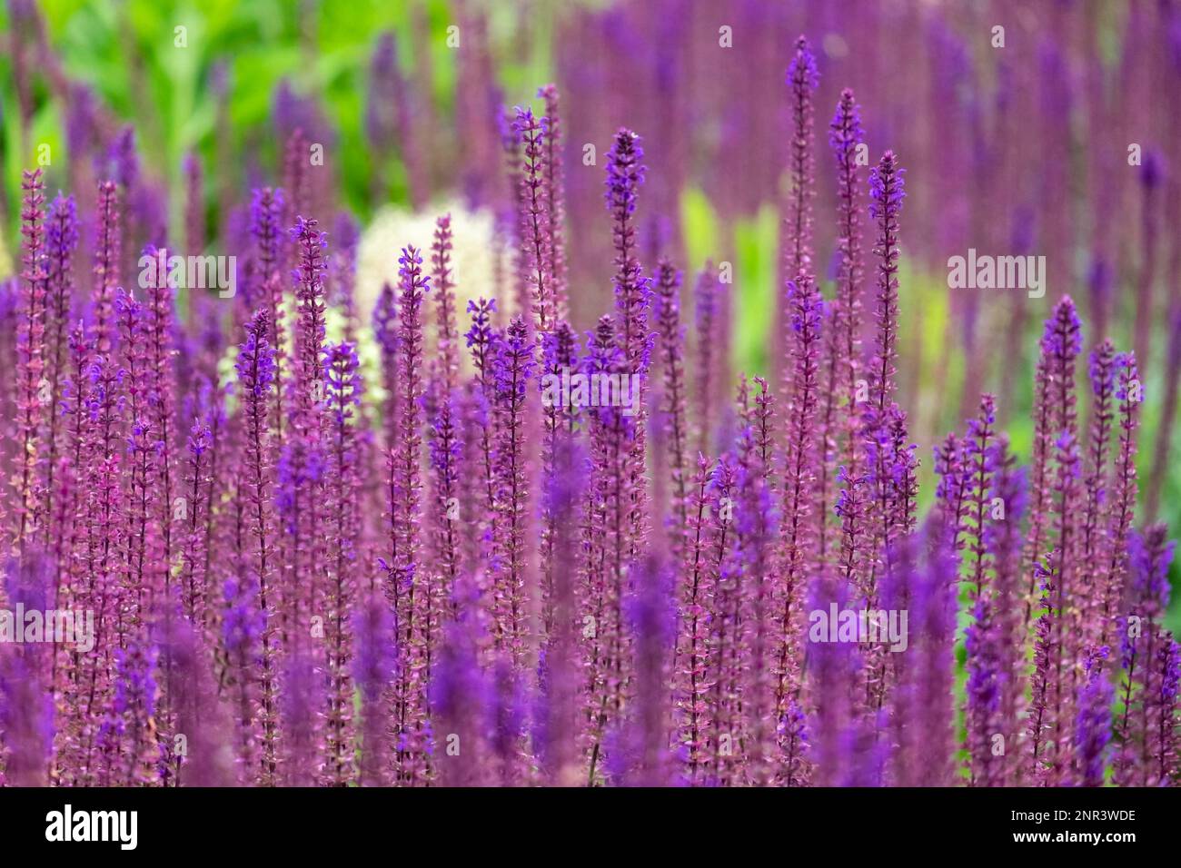 Sage medicinal plant hi-res stock photography and images - Alamy