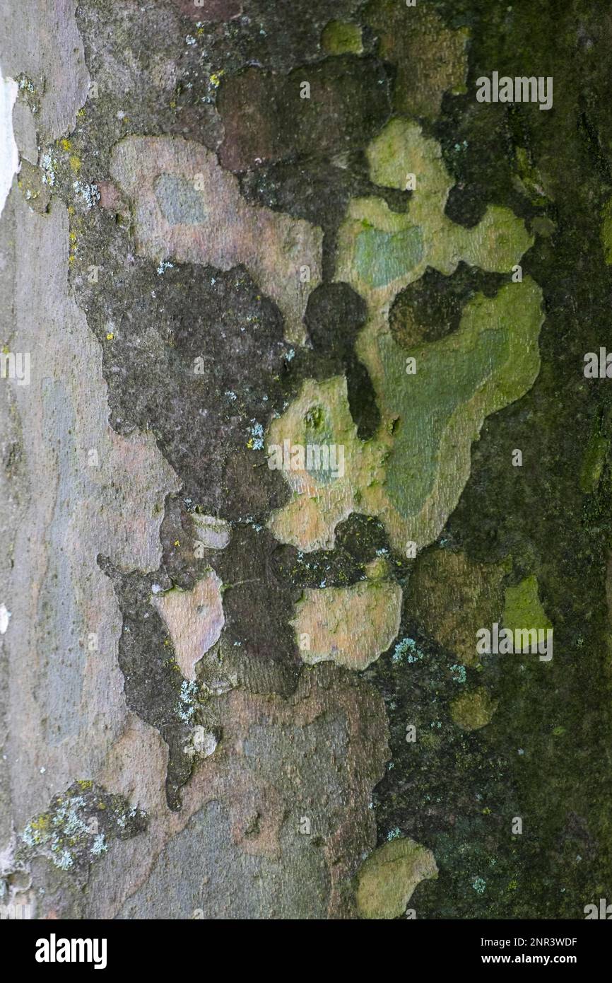 Plane tree pattern hi-res stock photography and images - Alamy