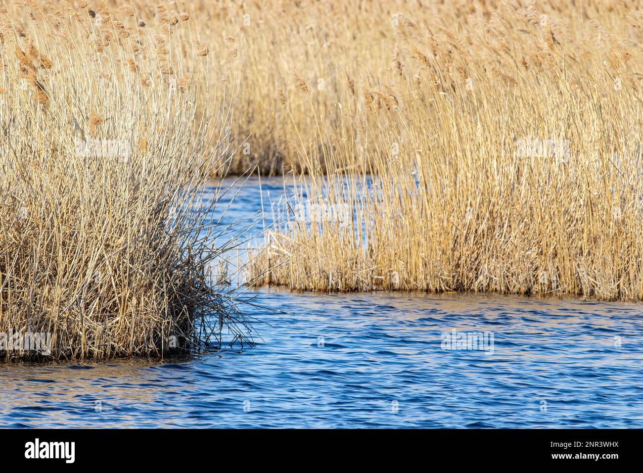 Reed edge pond Stock Photo - Alamy