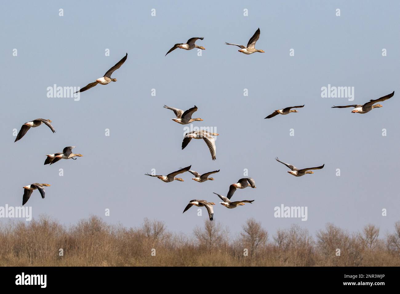 Flock of geese in flight Stock Photo - Alamy