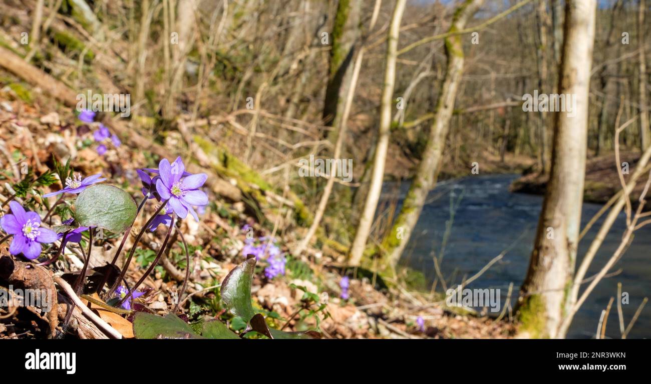 Spring arrives in the forest flowering anemones Stock Photo - Alamy