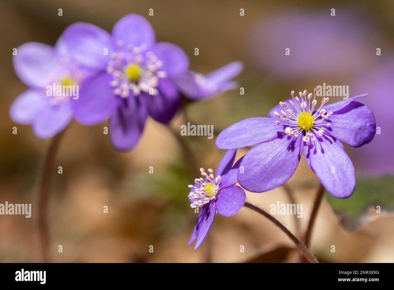 Spring arrives in the forest flowering anemones Stock Photo - Alamy