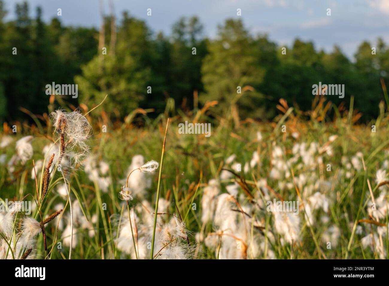 Spreewald Biosphere Reserve Holiday Region Woolgrass Meadow Stock Photo ...