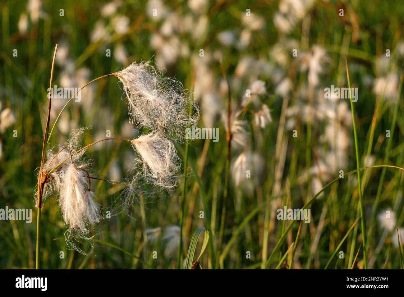 Spreewald Biosphere Reserve Holiday Region Woolgrass Meadow Stock Photo ...