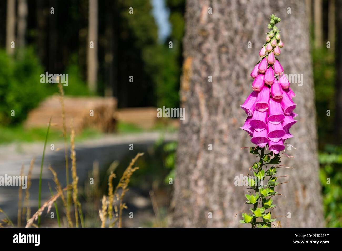 Red foxglove (digitalis Stock Photo - Alamy
