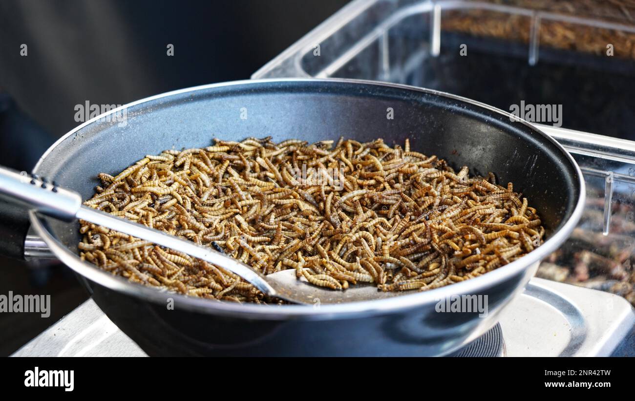 frying pan full of roasted mealworms at street food market stall ...