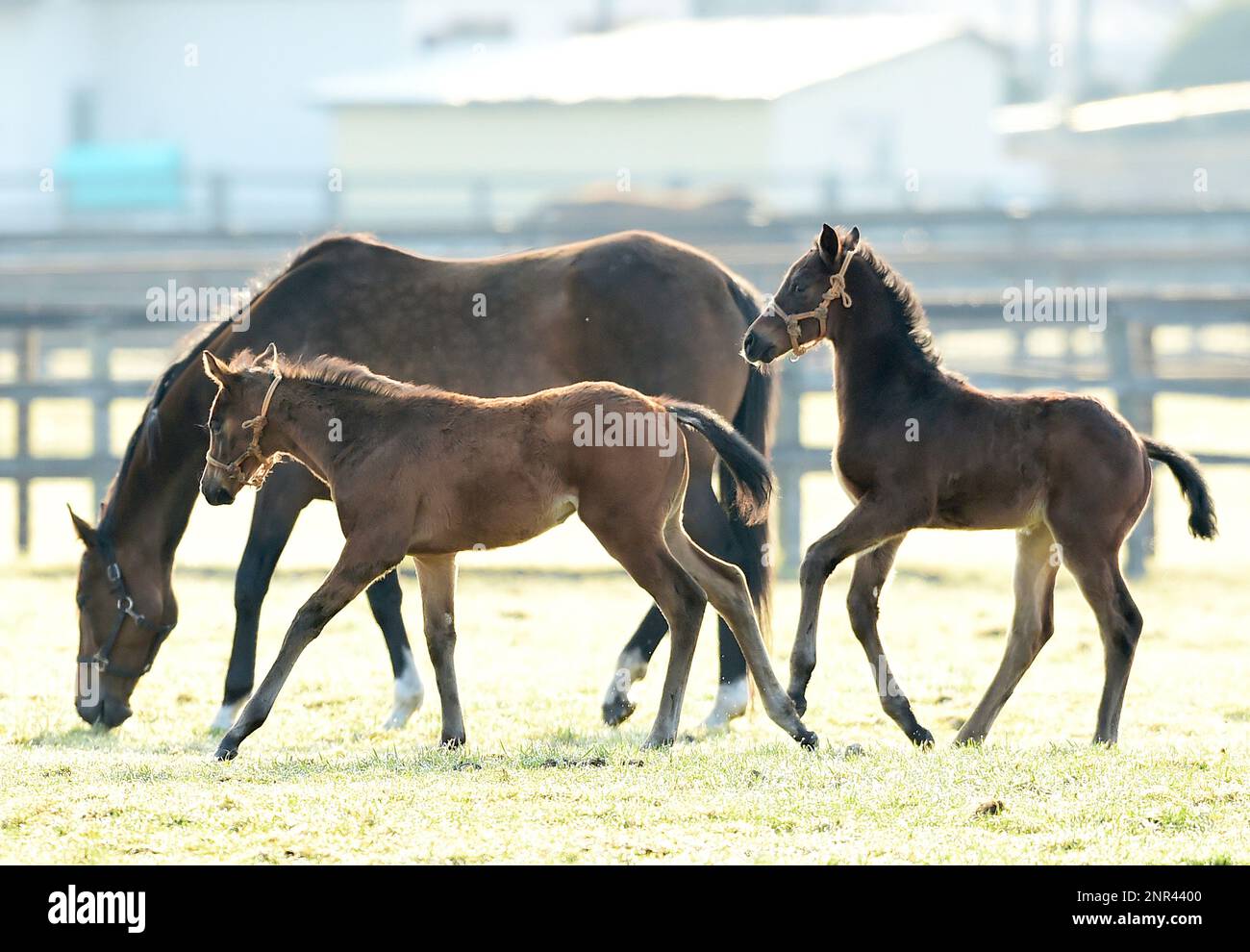 Every inch thoroughbred horses are seen at "Thoroughbred Ginza" where people can see adorable ...