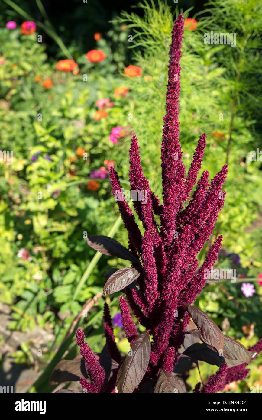 (Amaranthus cruentus) flowering in a garden in Romania Stock Photo - Alamy