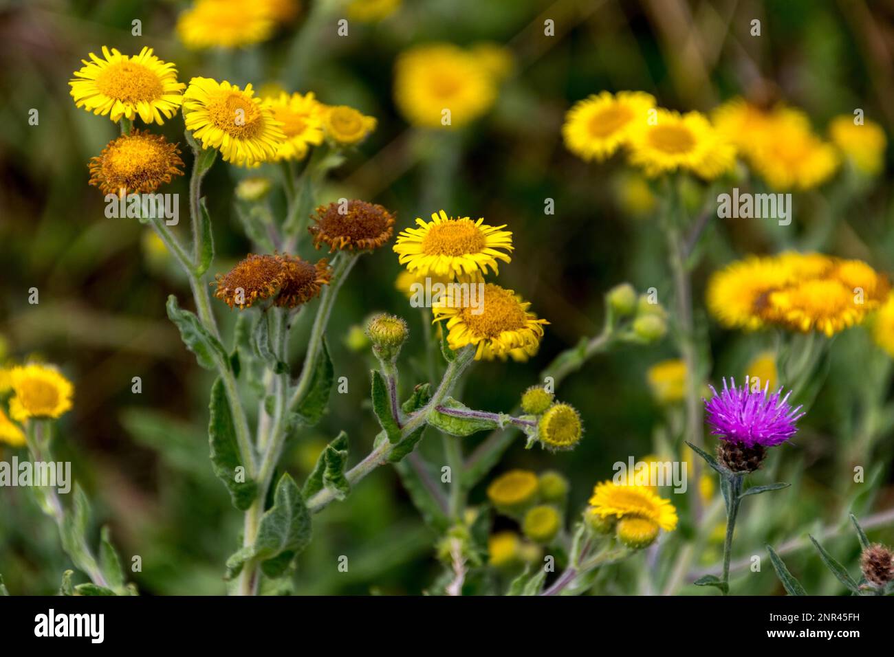 Common Fleabane (Pulicaria dysenterica) and Thistles flowering near ...
