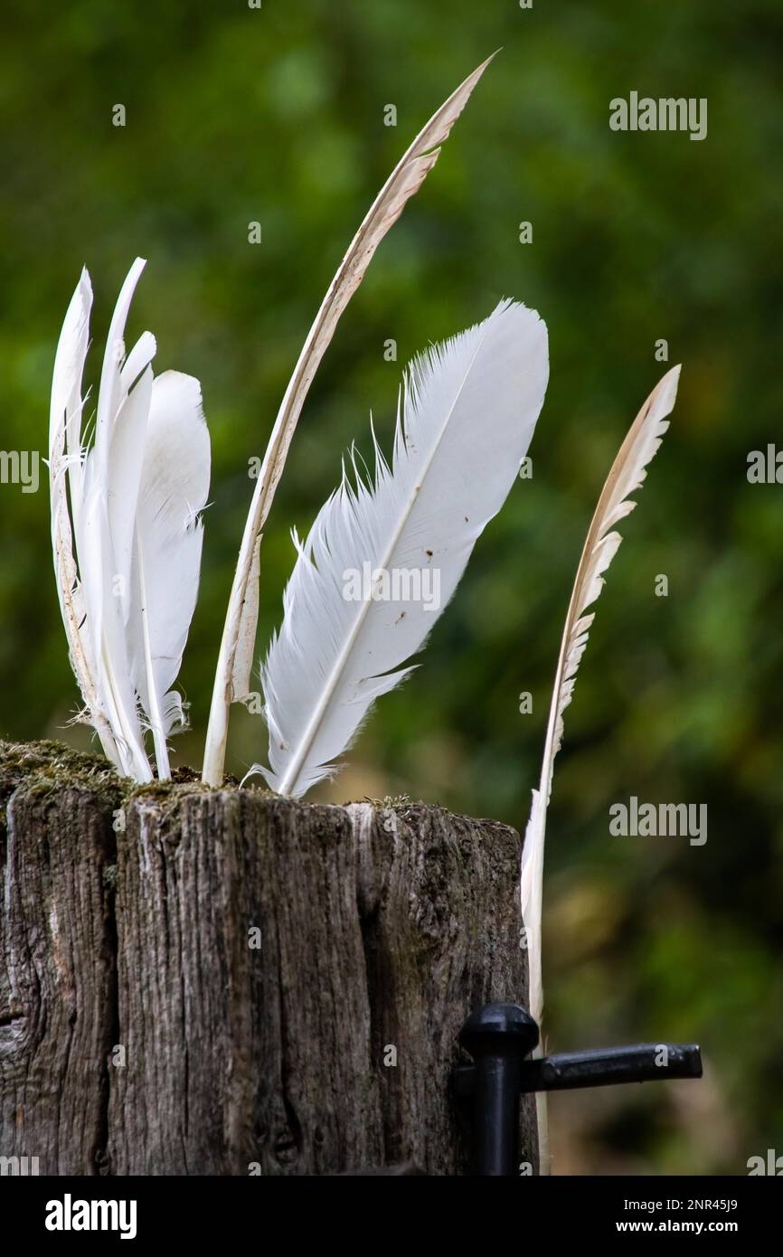 White feathers stuck in a rotting wooden gatepost Stock Photo - Alamy