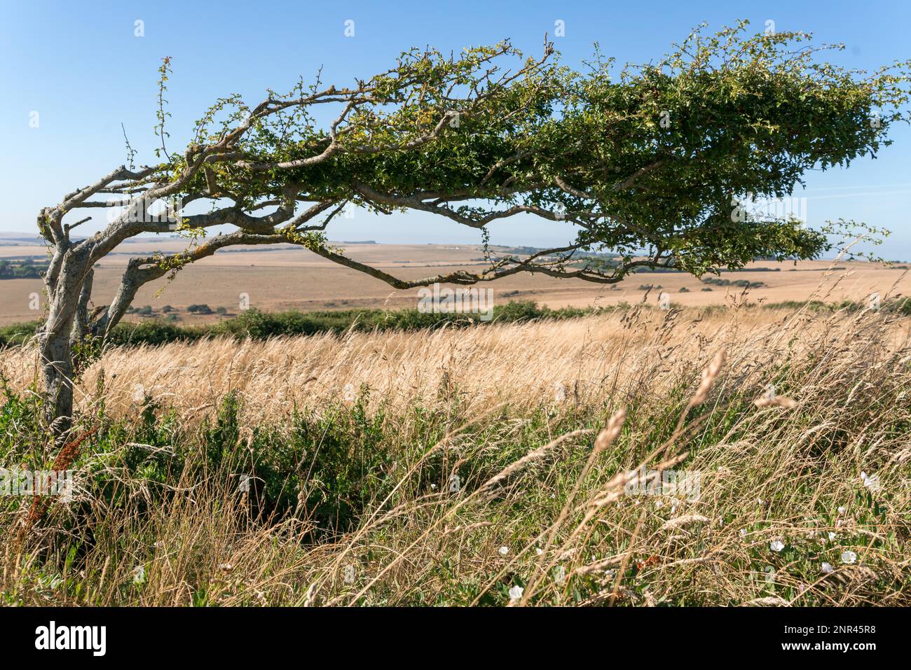 Tree bent over due to prolonged force of the wind near Beachy Head in ...