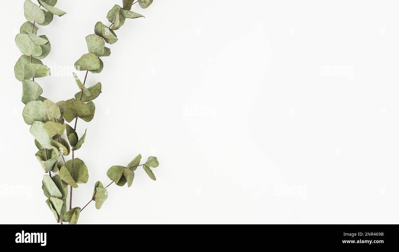 dry twigs white background. Beautiful photo Stock Photo - Alamy