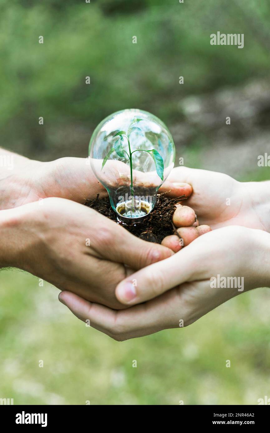 concept plant glass bulb. Beautiful photo Stock Photo - Alamy
