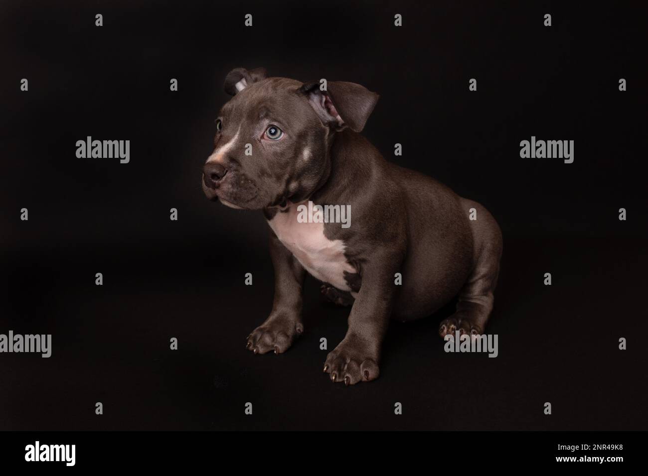 Puppy American Pit Bull Terrier sit on black background in studio Stock ...