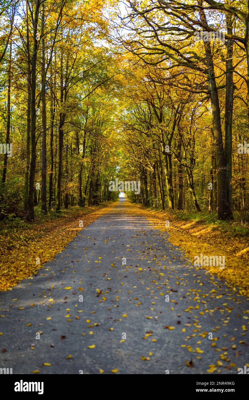 Beautifully lit autumn road with lots of leaves through the forest in ...