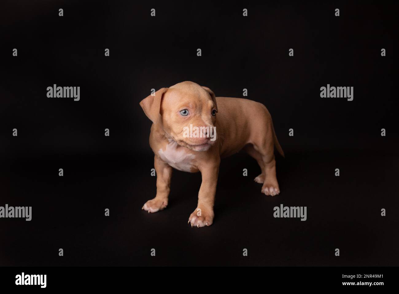 Puppy American Pit Bull Terrier sit on black background in studio Stock ...