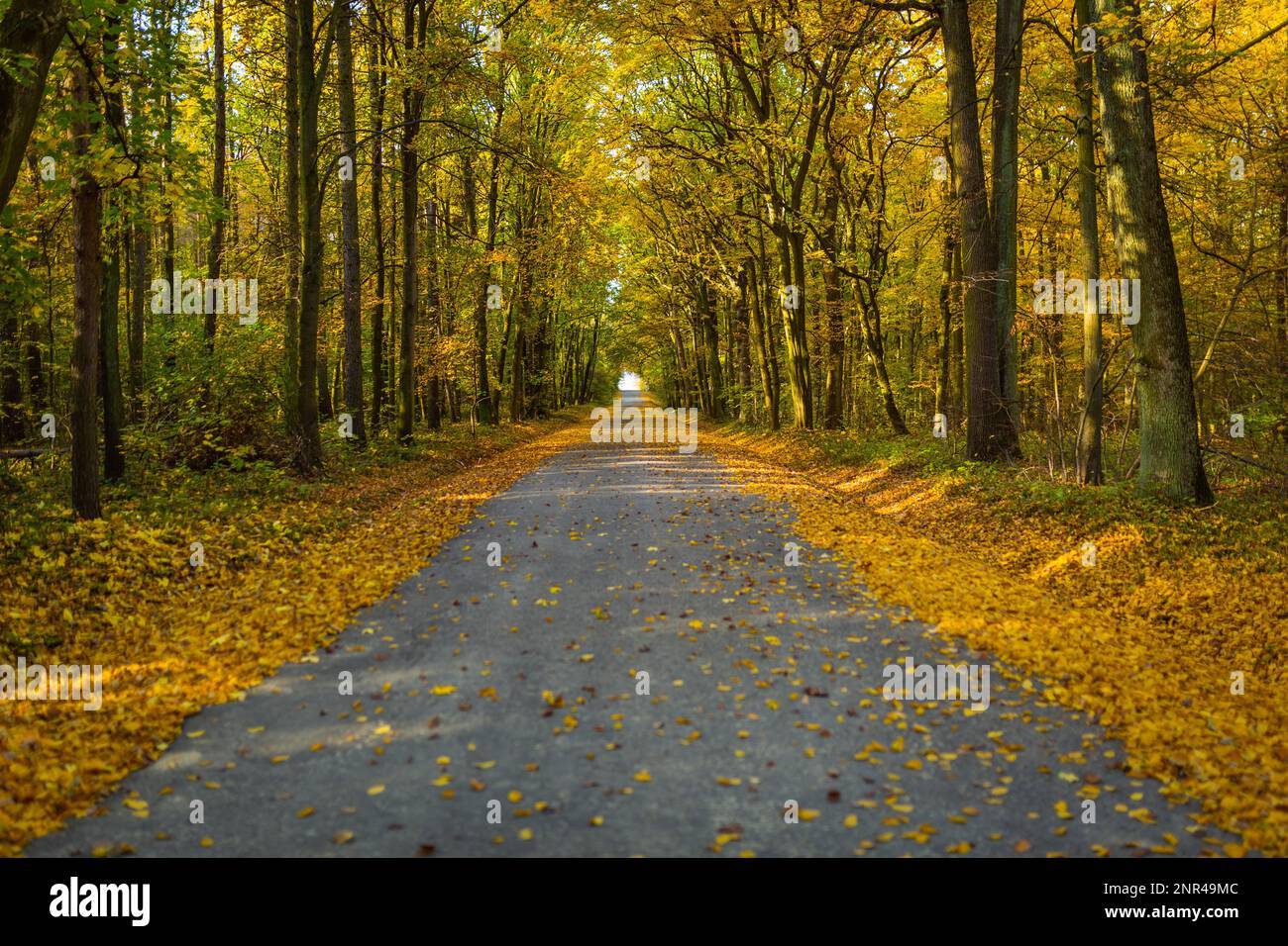 Beautifully lit autumn road with lots of leaves through the forest in ...