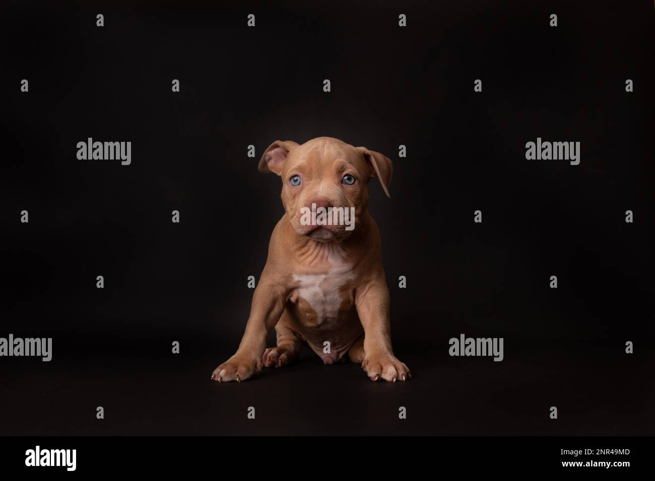 Puppy American Pit Bull Terrier sit on black background in studio Stock ...