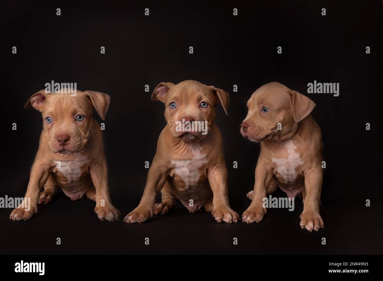 Red Nose Pitbull Puppies Wallpaper