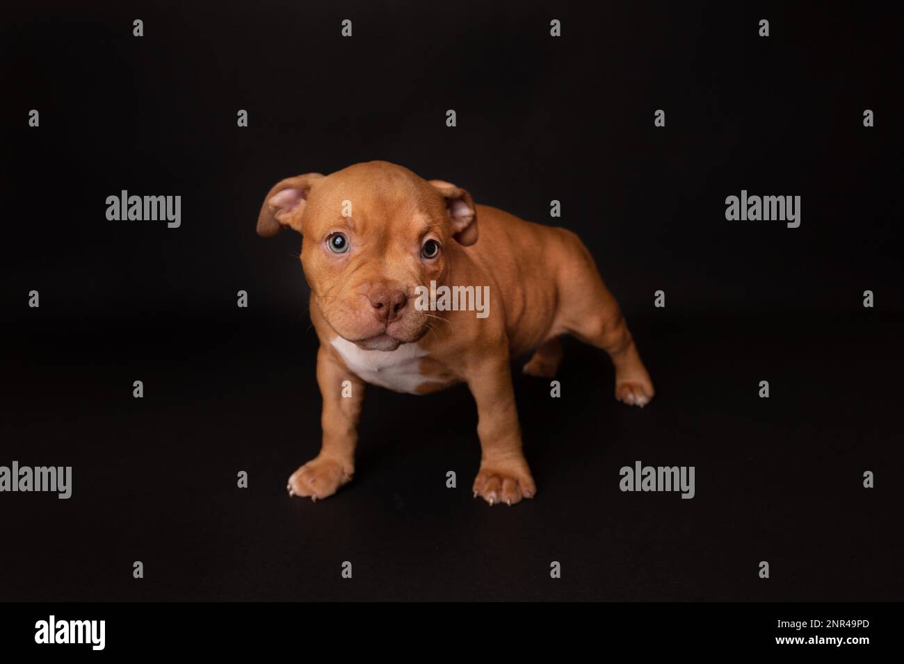 Puppy American Pit Bull Terrier sit on black background in studio Stock ...