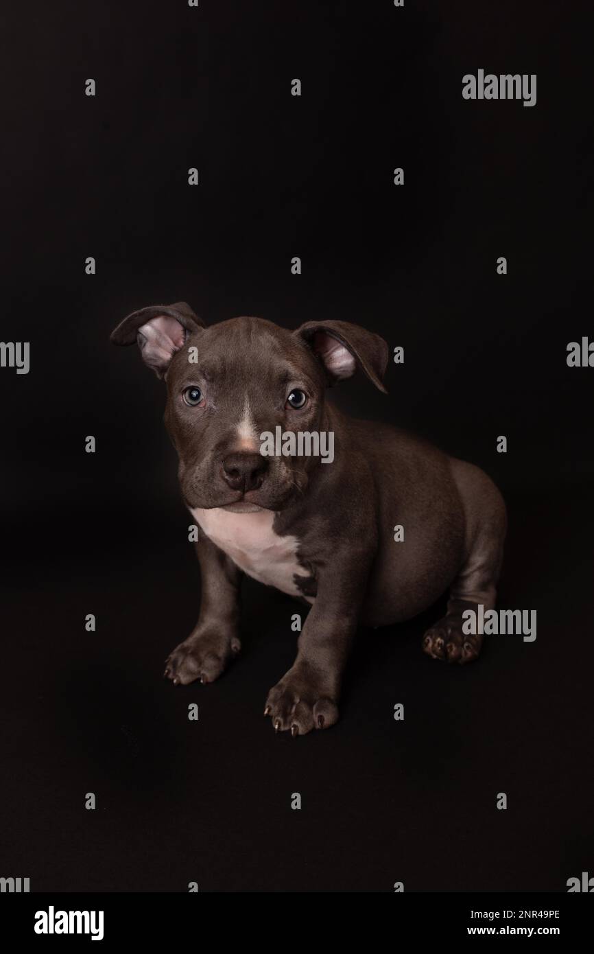 Puppy American Pit Bull Terrier sit on black background in studio Stock ...