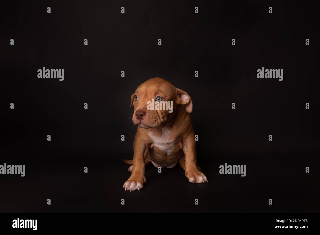 Puppy American Pit Bull Terrier sit on black background in studio Stock ...