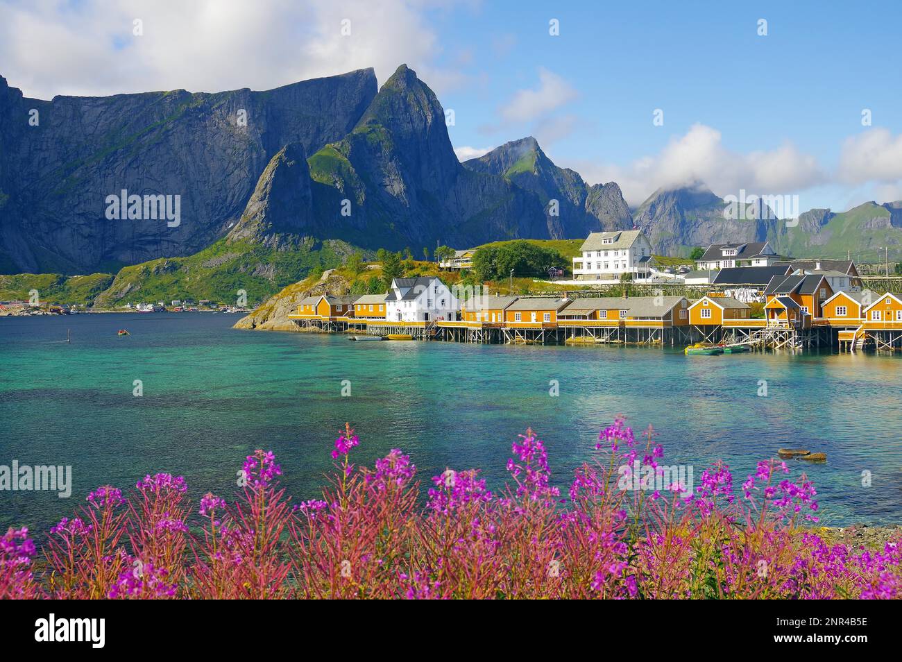 Arctic willowherbs, crystal clear water, yellow rorbus by the water and ...