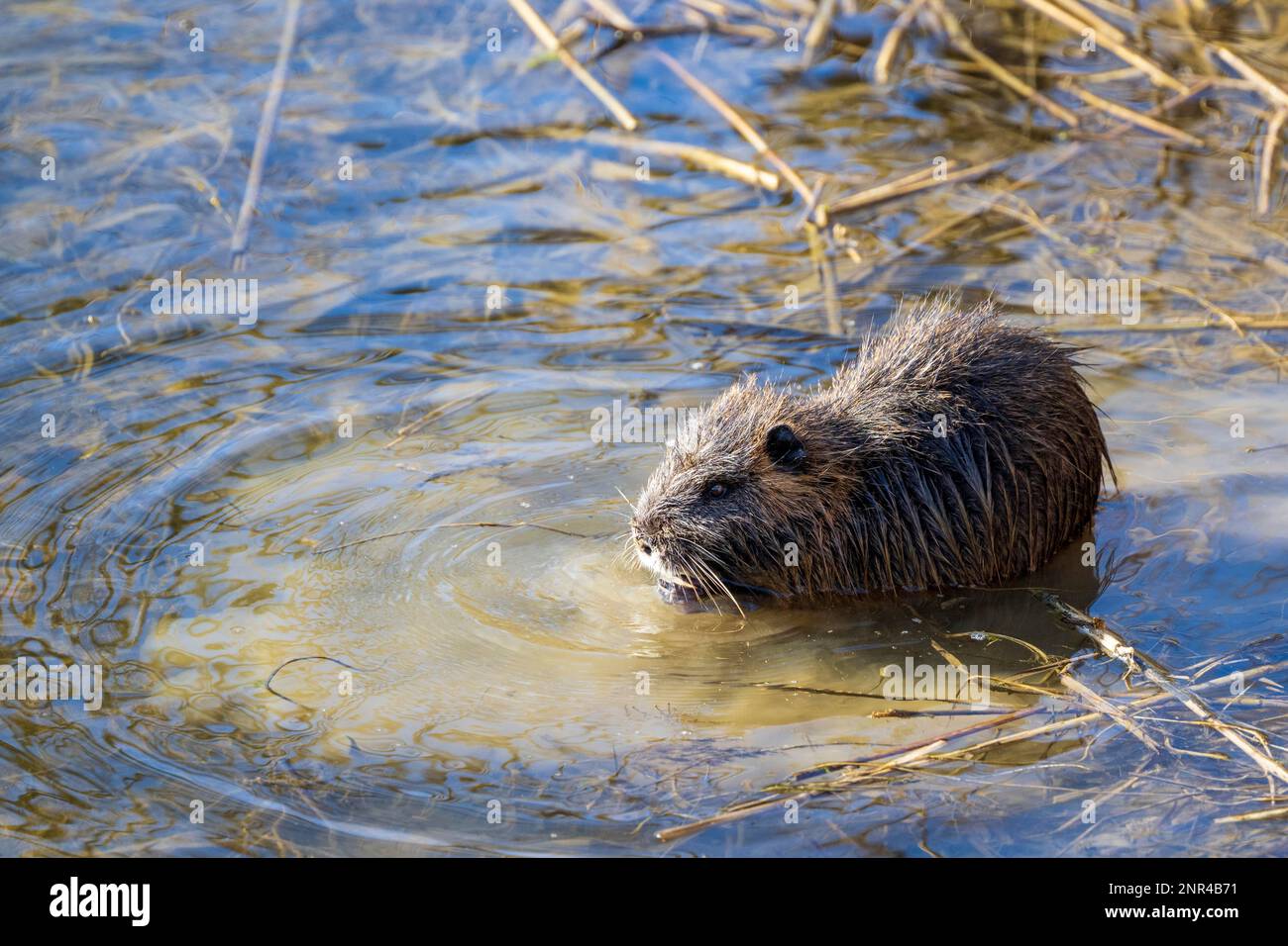 Nutria (Myocastor coypus), young animal swimming in the water, Lower ...