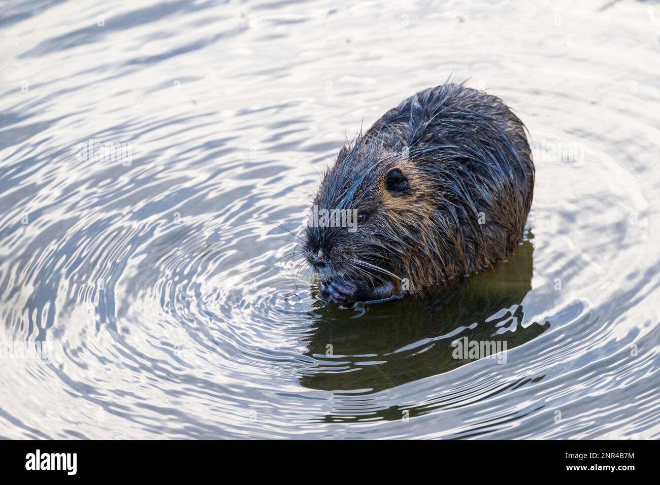 Nutria (Myocastor coypus), young animal swimming in the water, Lower ...