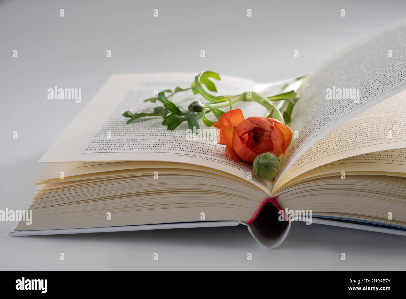 Book, open, close-up with red poppy flower Stock Photo - Alamy